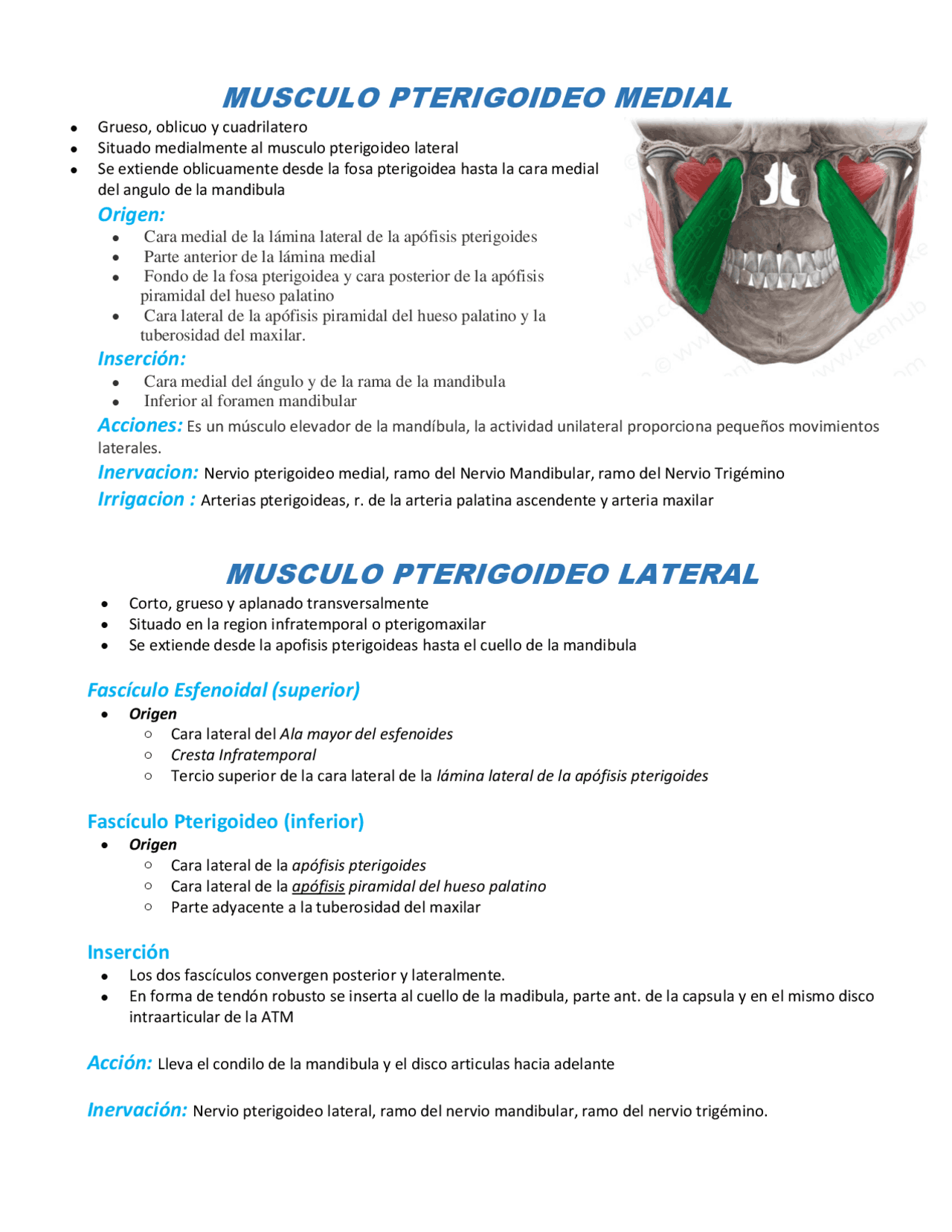Origen E Inserción Del Músculo Pterigoideo Lateral