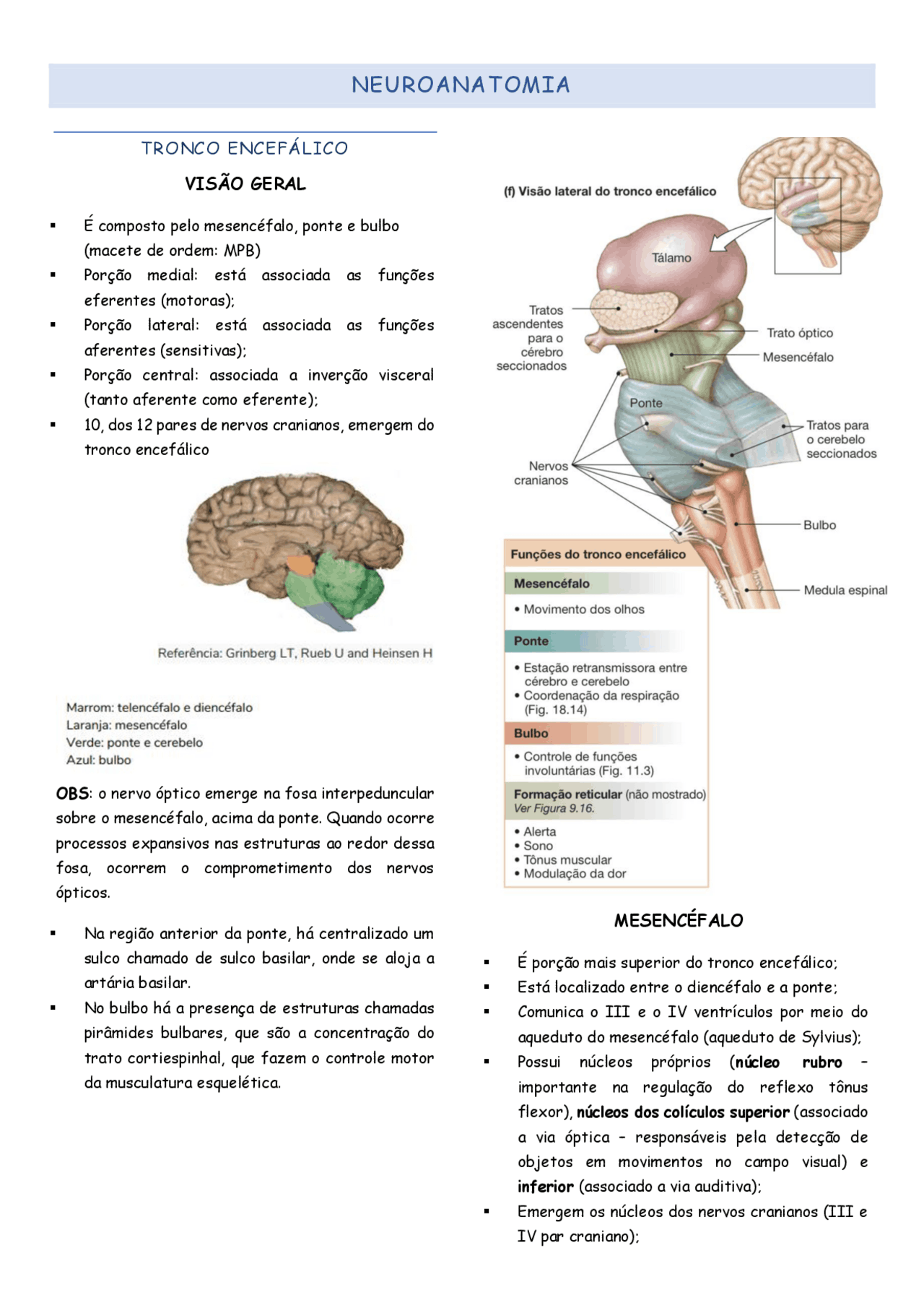 SOLUTION: Anatomia Do Tronco Encefálico Studypool, 44% OFF