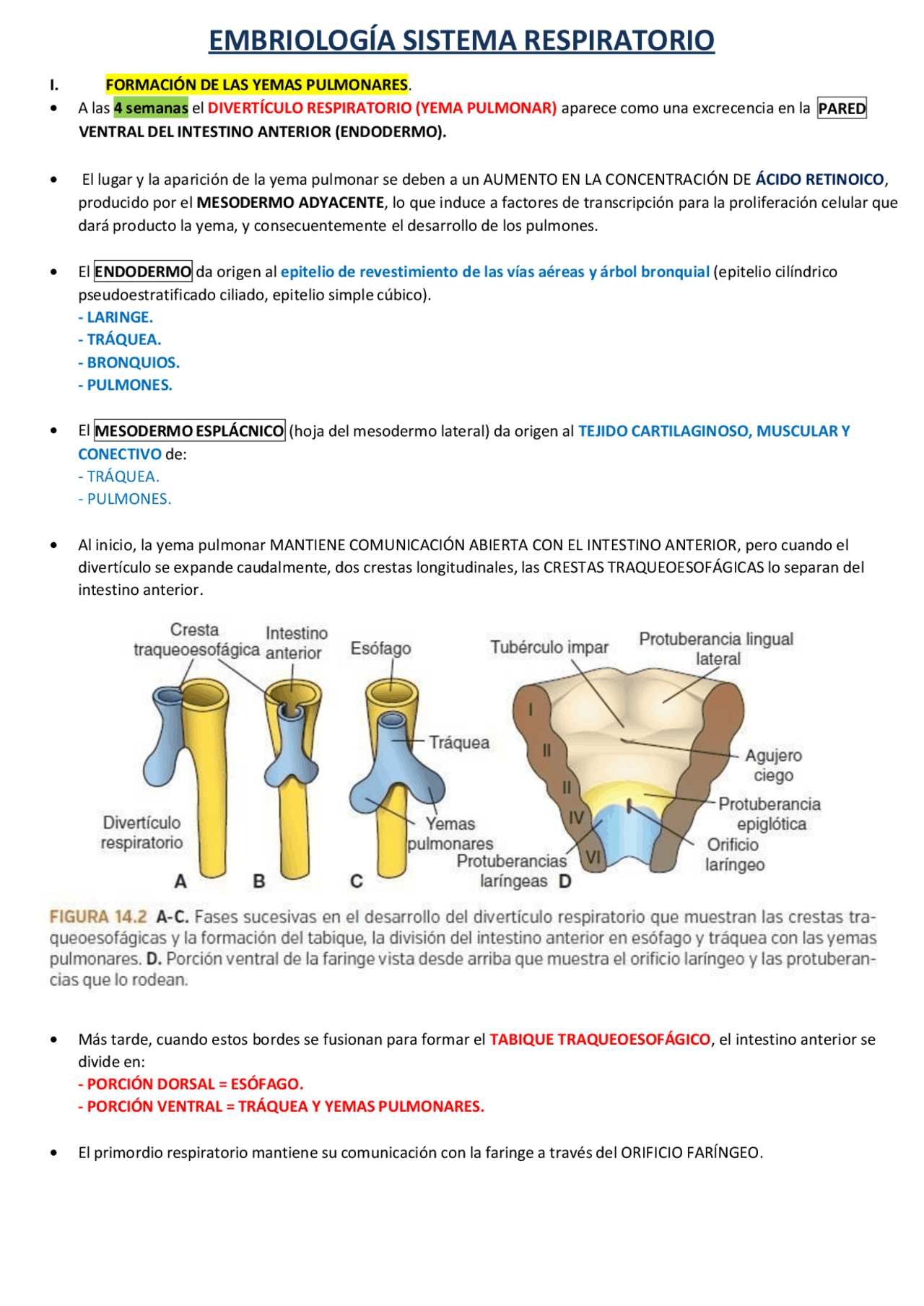 Embriología Del Sistema Respiratorio Docsity