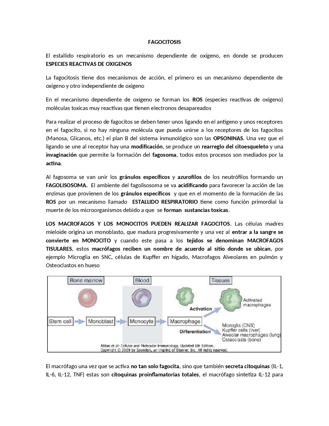 Fagocitosis Proceso Como Respuesta Inmune Docsity