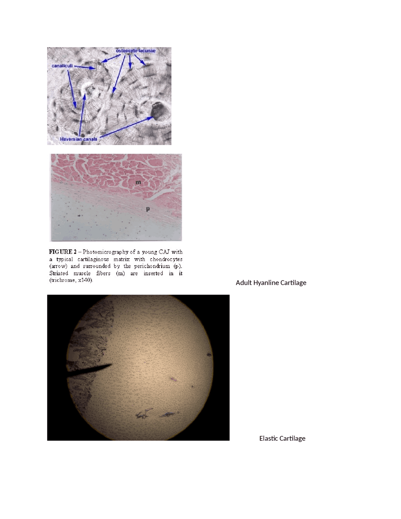 Notes From Histology Lectures Bsmt Summaries Histology Docsity