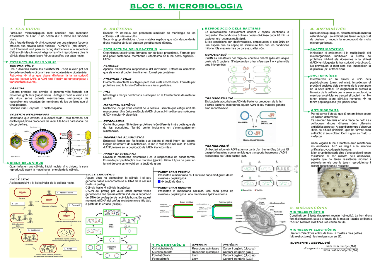 Esquema de microbiologia | Esquemas y mapas conceptuales de Biología - Docsity