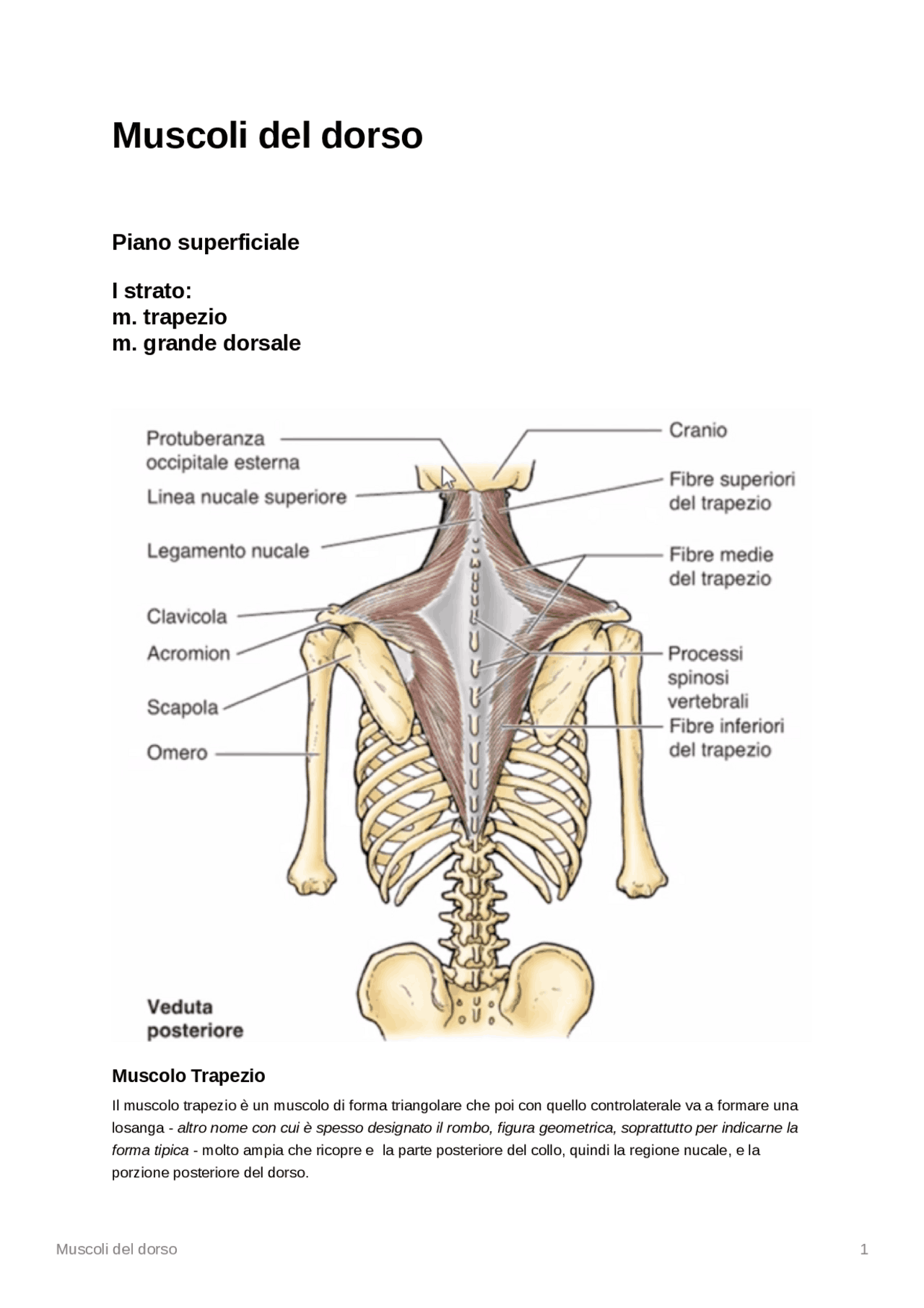 Appunti sull'anatomia di alcuni muscoli del dorso - Docsity