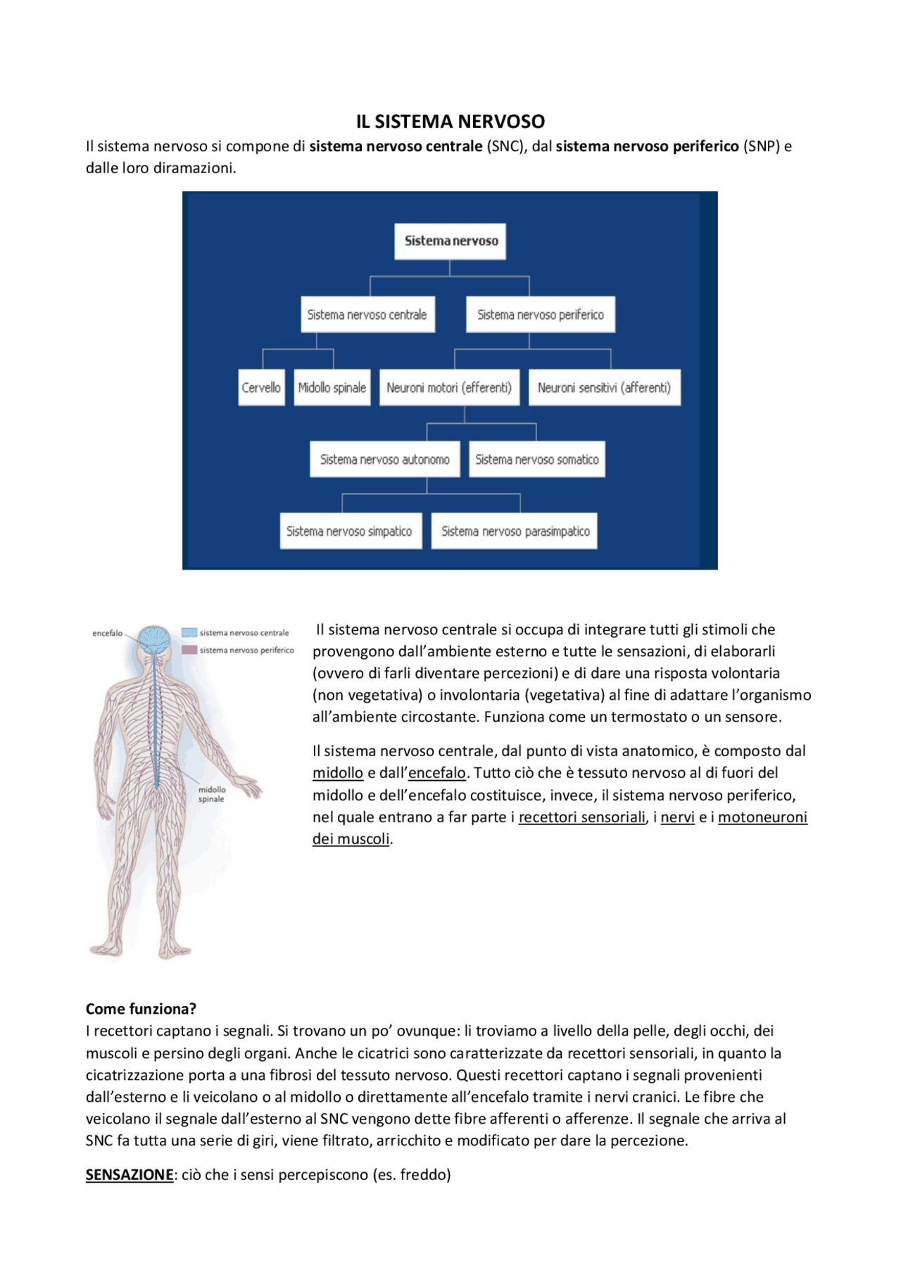 IL SISTEMA NERVOSO (SNC-SNP) | Sbobinature di Anatomia | Docsity