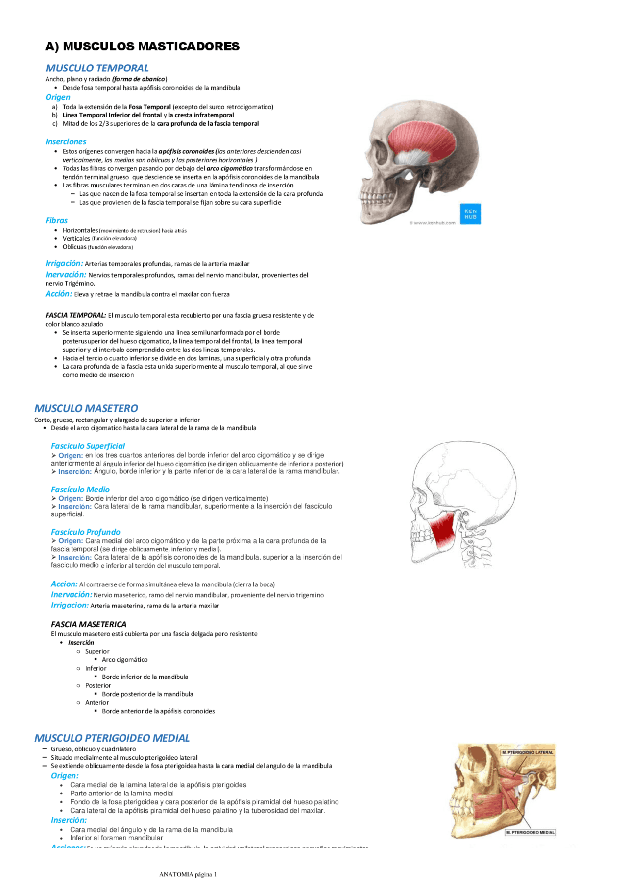 MUSCULOS MASTICADORES - Docsity