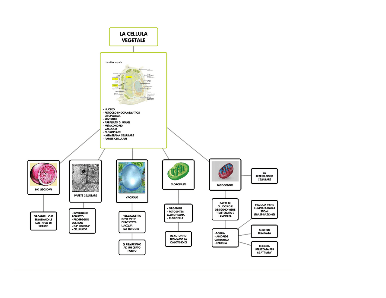 Mappa cellula vegetale - Docsity
