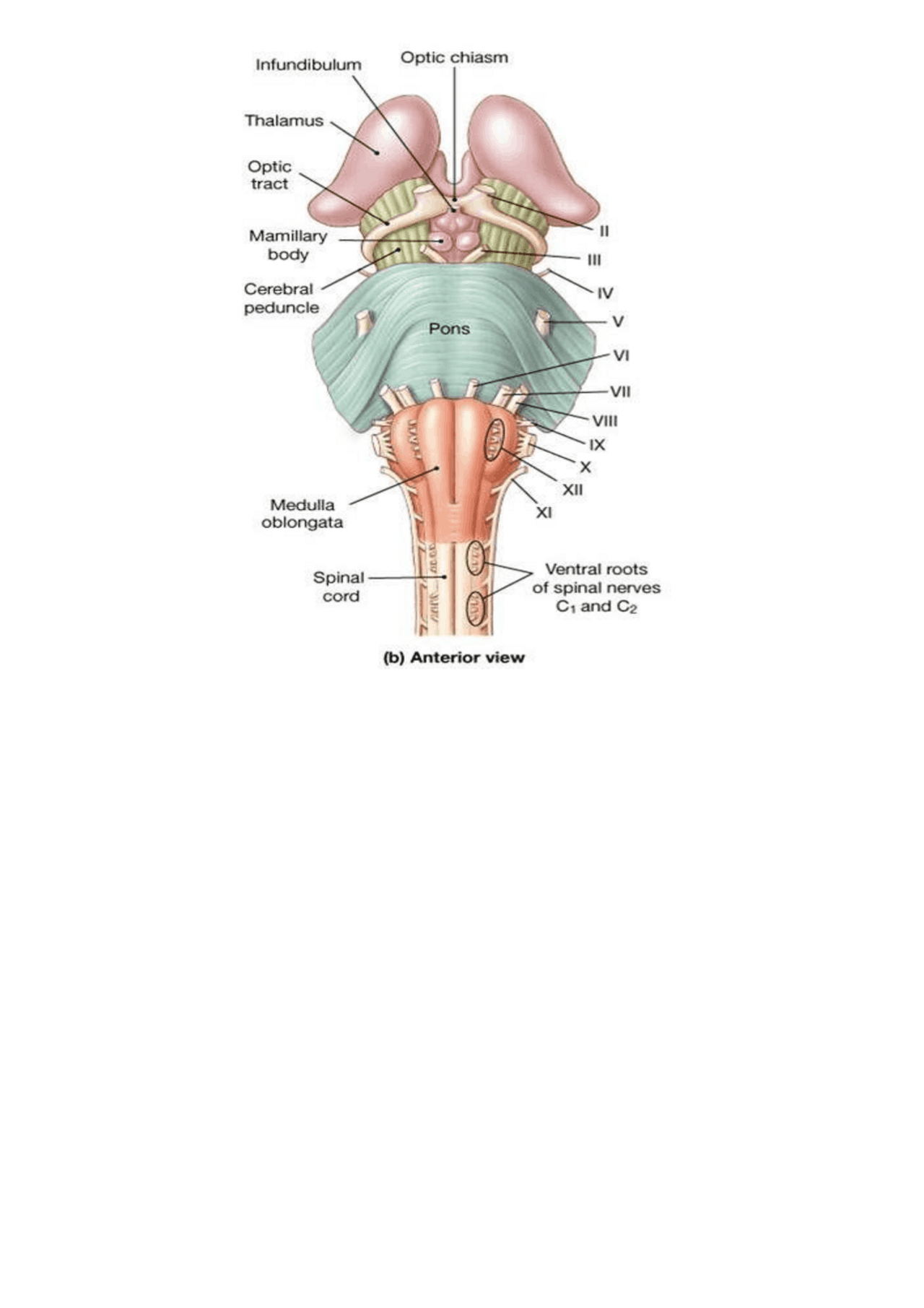 MEDULA SU FUNCIONES Y ESTRUCTURA - FUNCIONES DE LA MEDULA - Docsity