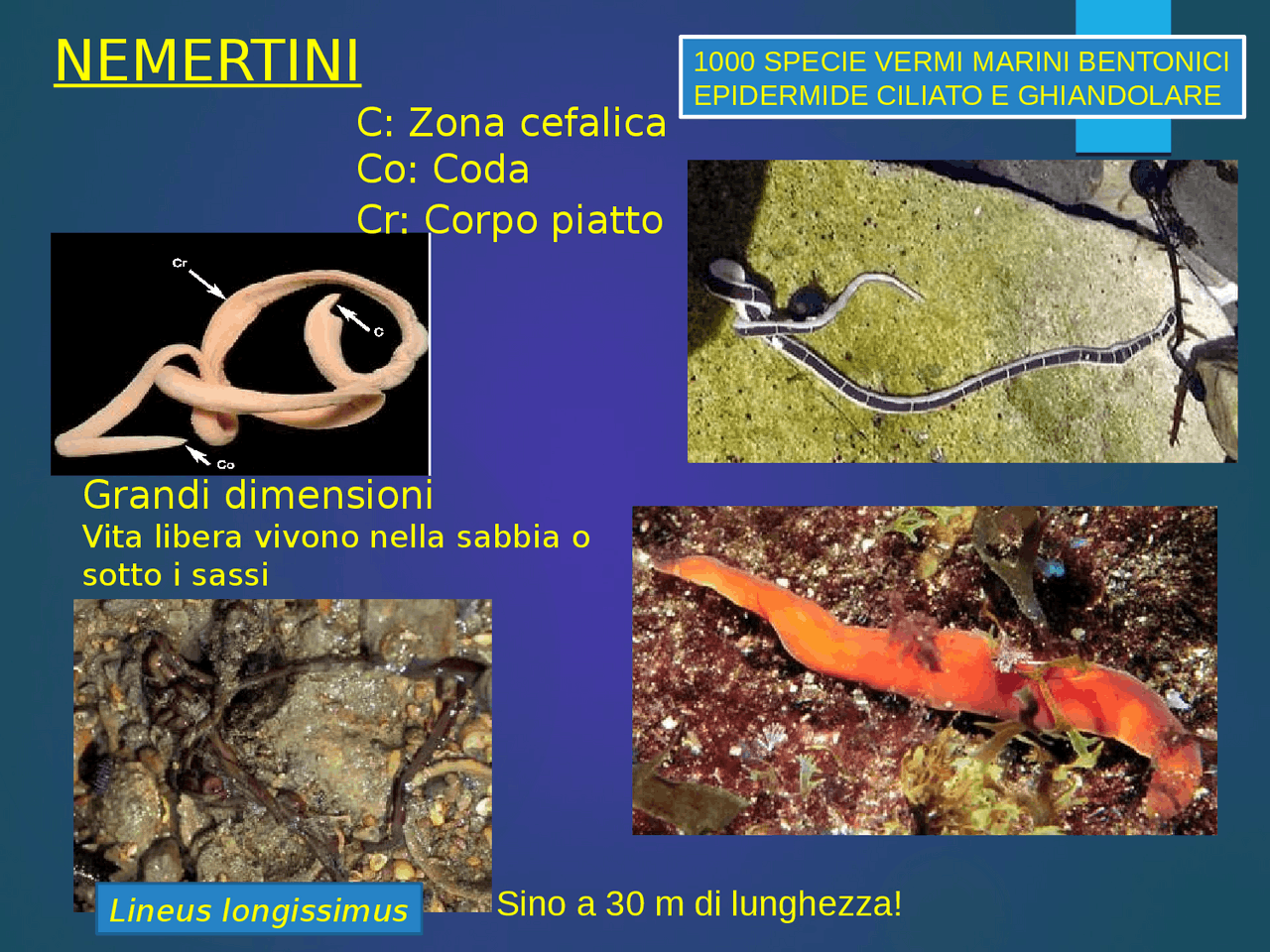 Appunti zoologia: nemertini - Docsity