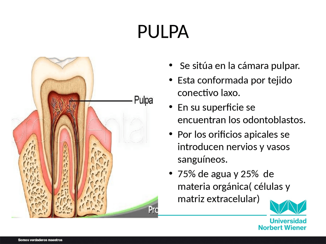ENFERMEDAD PULPAR Y SUS DIVISIONES | Diapositivas de Medicina Oral ...