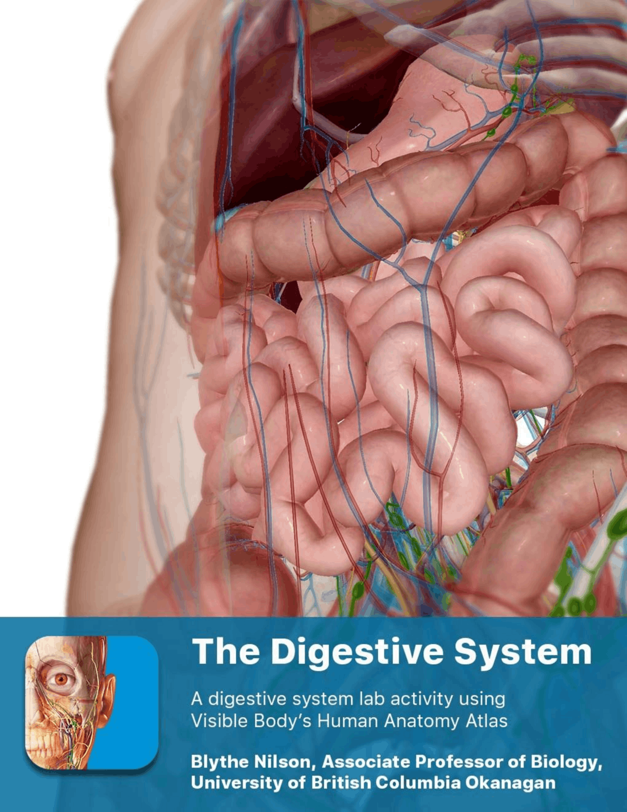 Pima Community College / BIO 202IN / Bio 202 / Digestive System Lab 01 ...