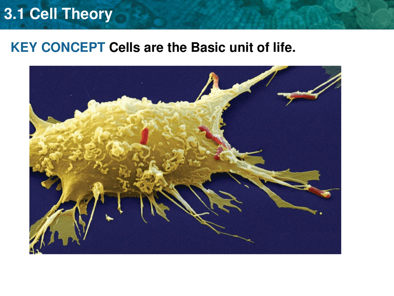 3.1 Cell Theory: Cells are the Basic unit of life - Docsity