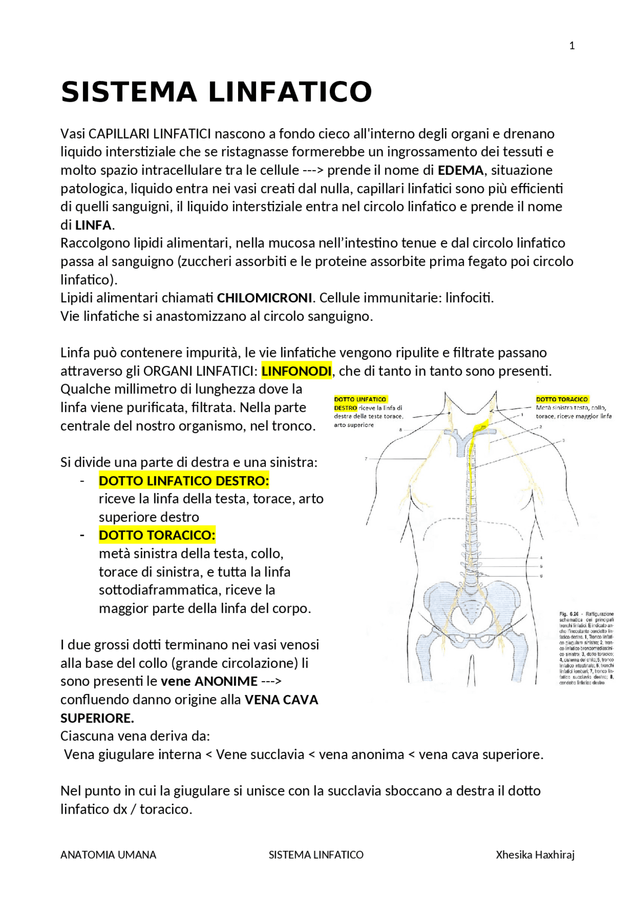 Appunti Di Anatomia Umana Docsity