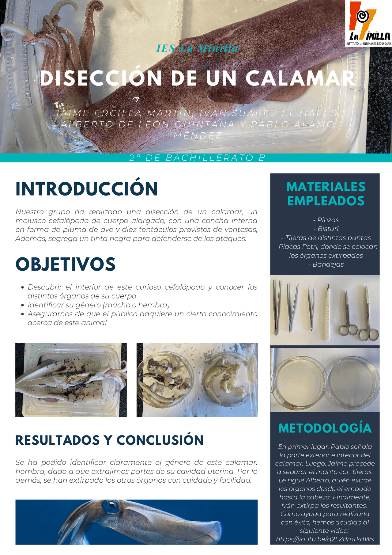 Embudo De Calamar