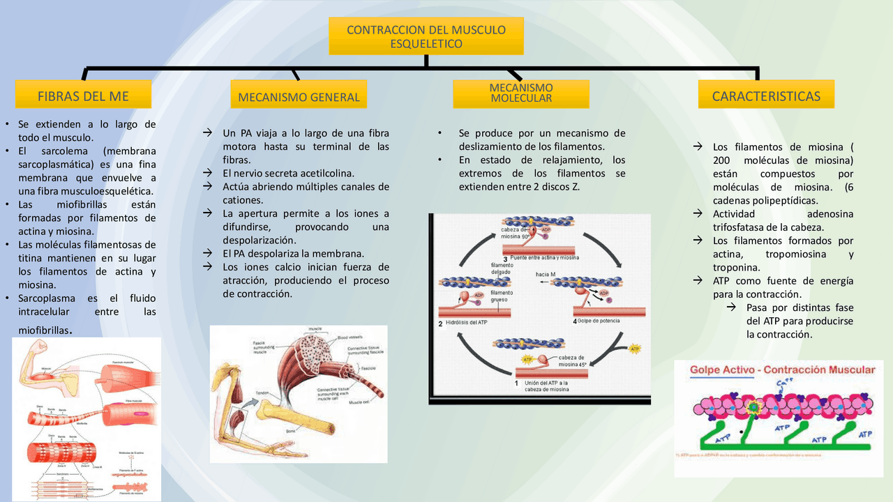 Resumen del capitulo 6 de guyton - Docsity