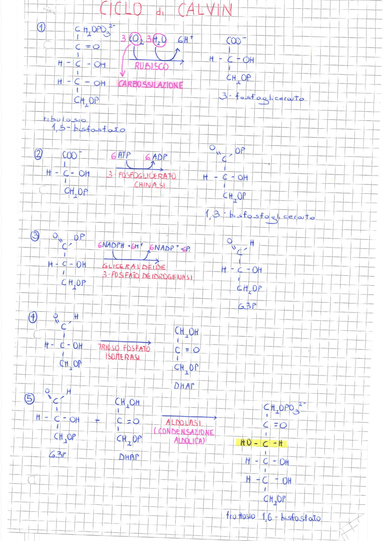 REAZIONI del CICLO di CALVIN | Schemi e mappe concettuali di Fisiologia ...