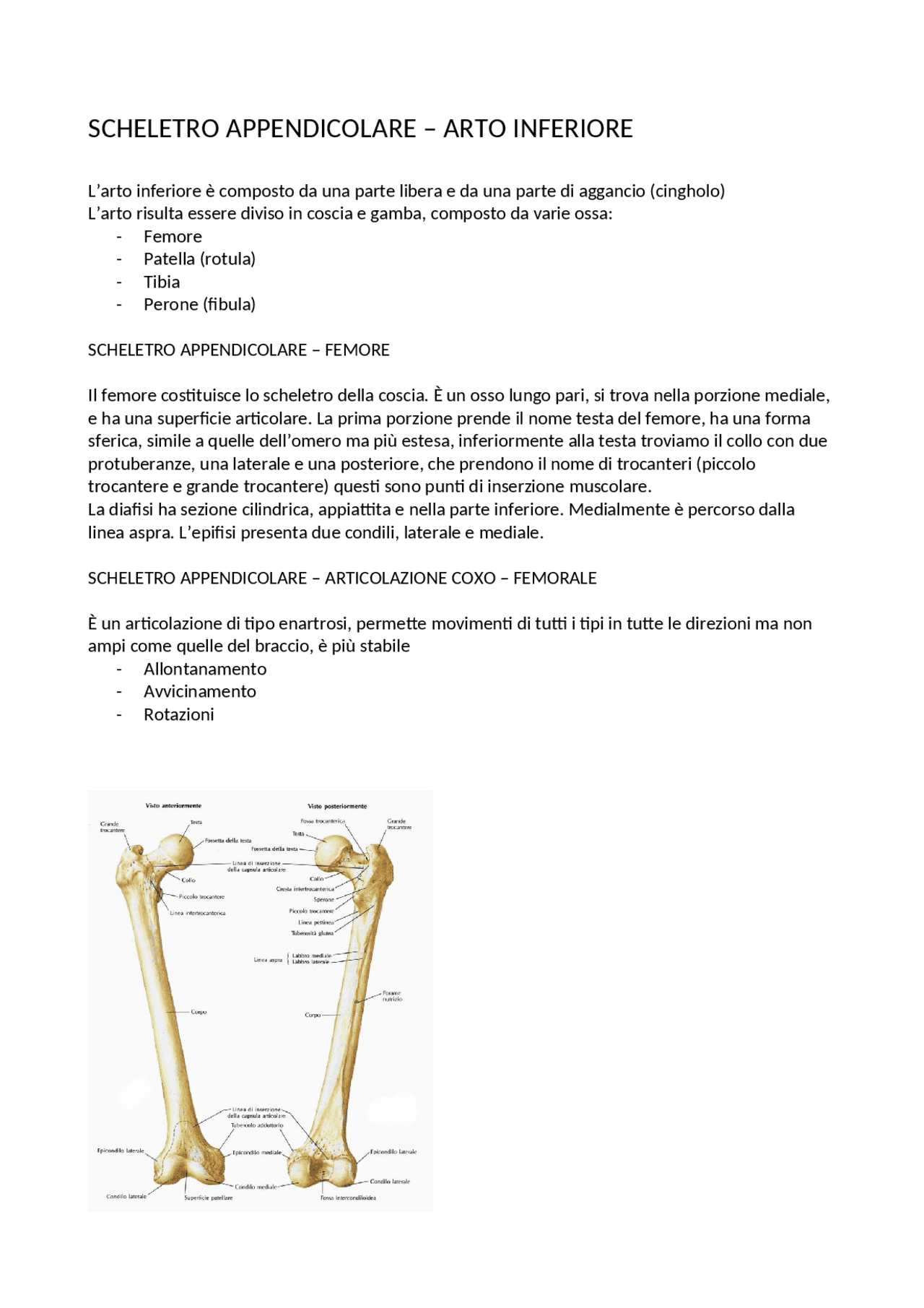 Scheletro appendicolare ~ arto inferiore - Docsity