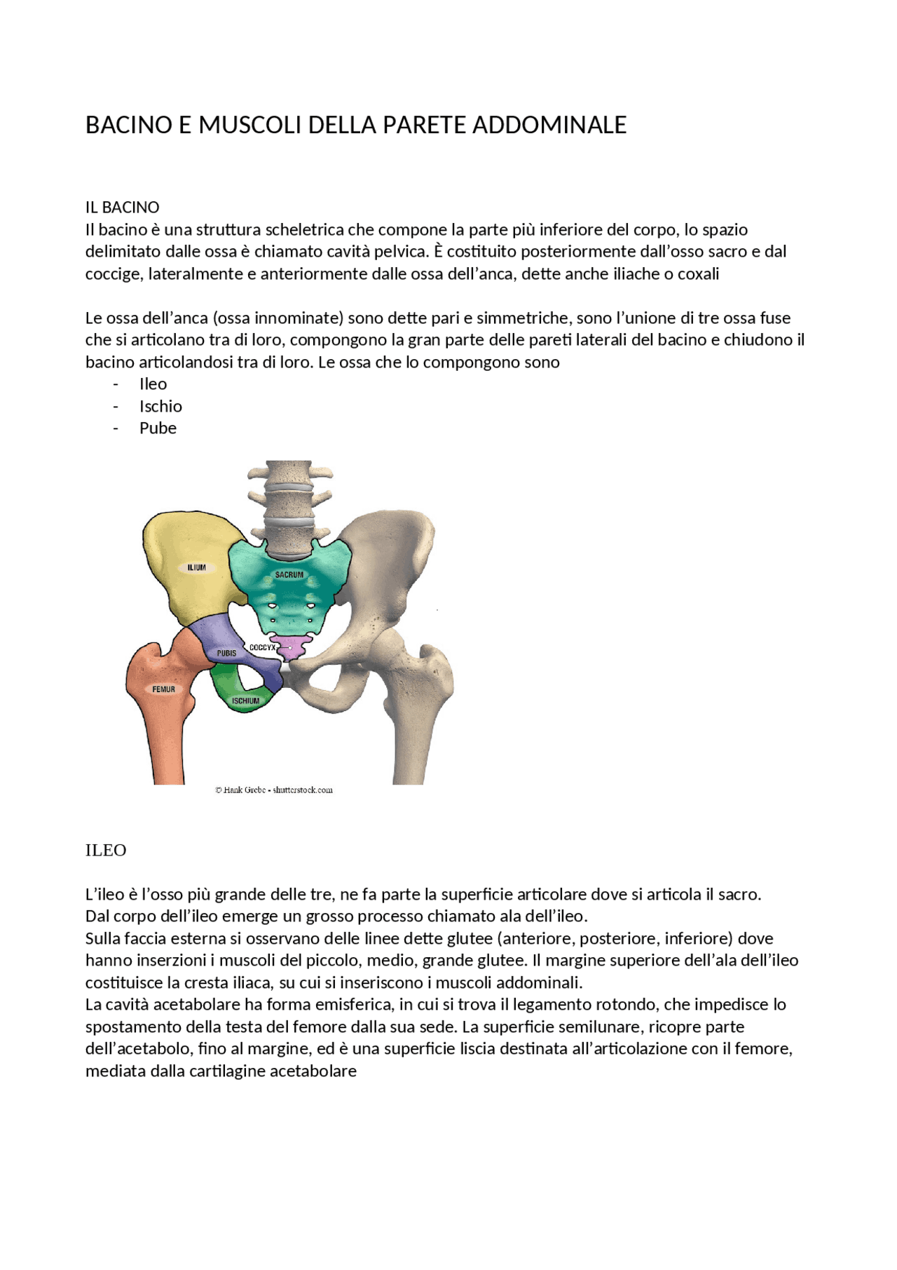 Scheletro assile ~ bacino | Sbobinature di Anatomia | Docsity