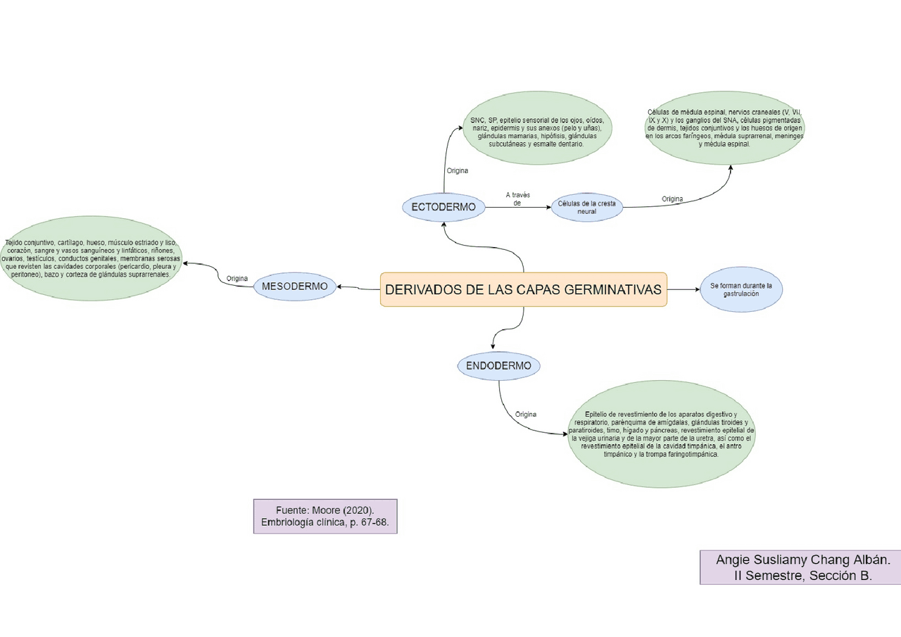 Derivados de las capas germinativas (Embriología) | Esquemas y mapas ...