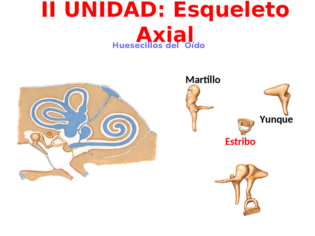 Anatomia De Columna Vertebral Diapositivas De Anatomía Docsity