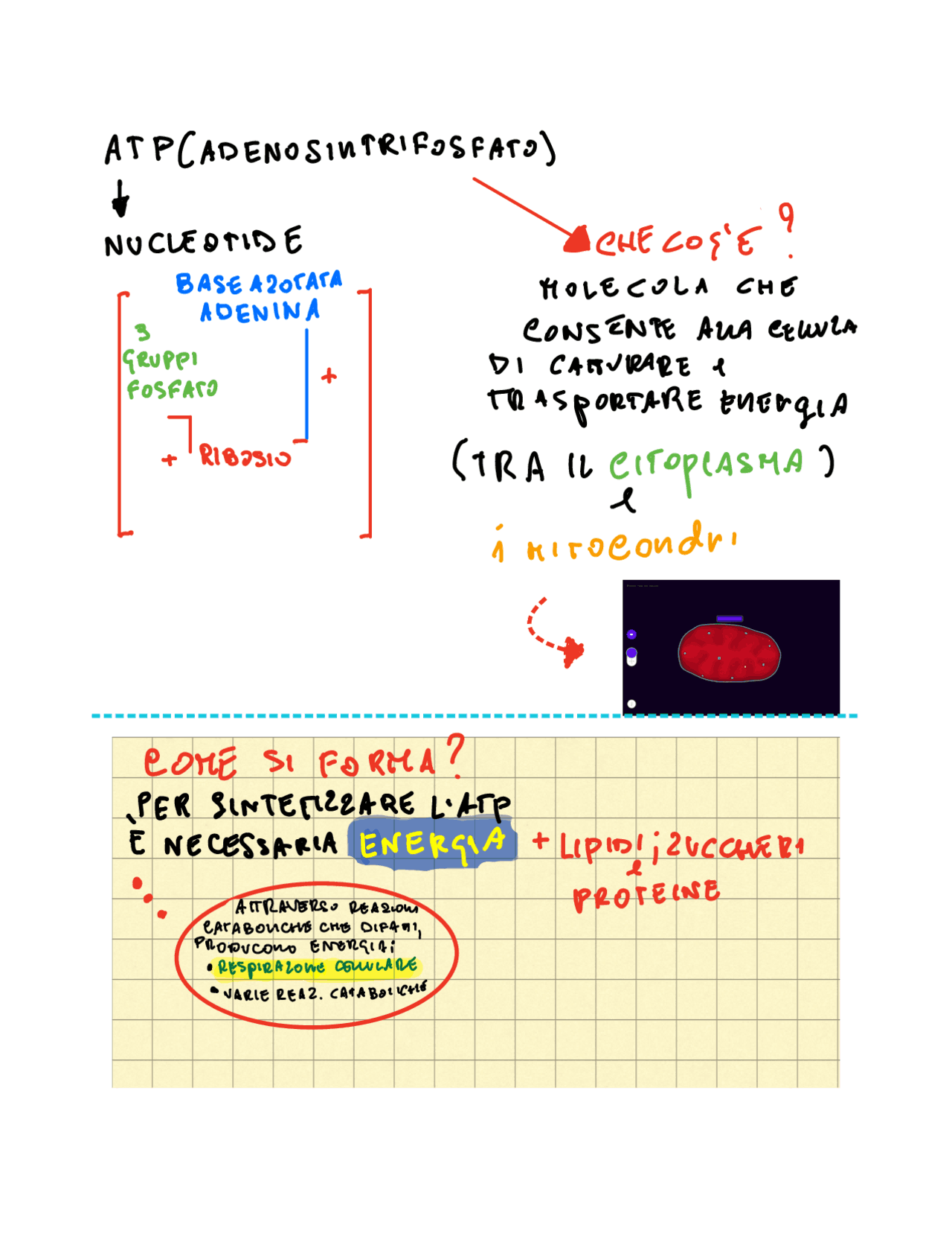 Mappa concettuale sull’atp | Schemi e mappe concettuali di Biologia ...