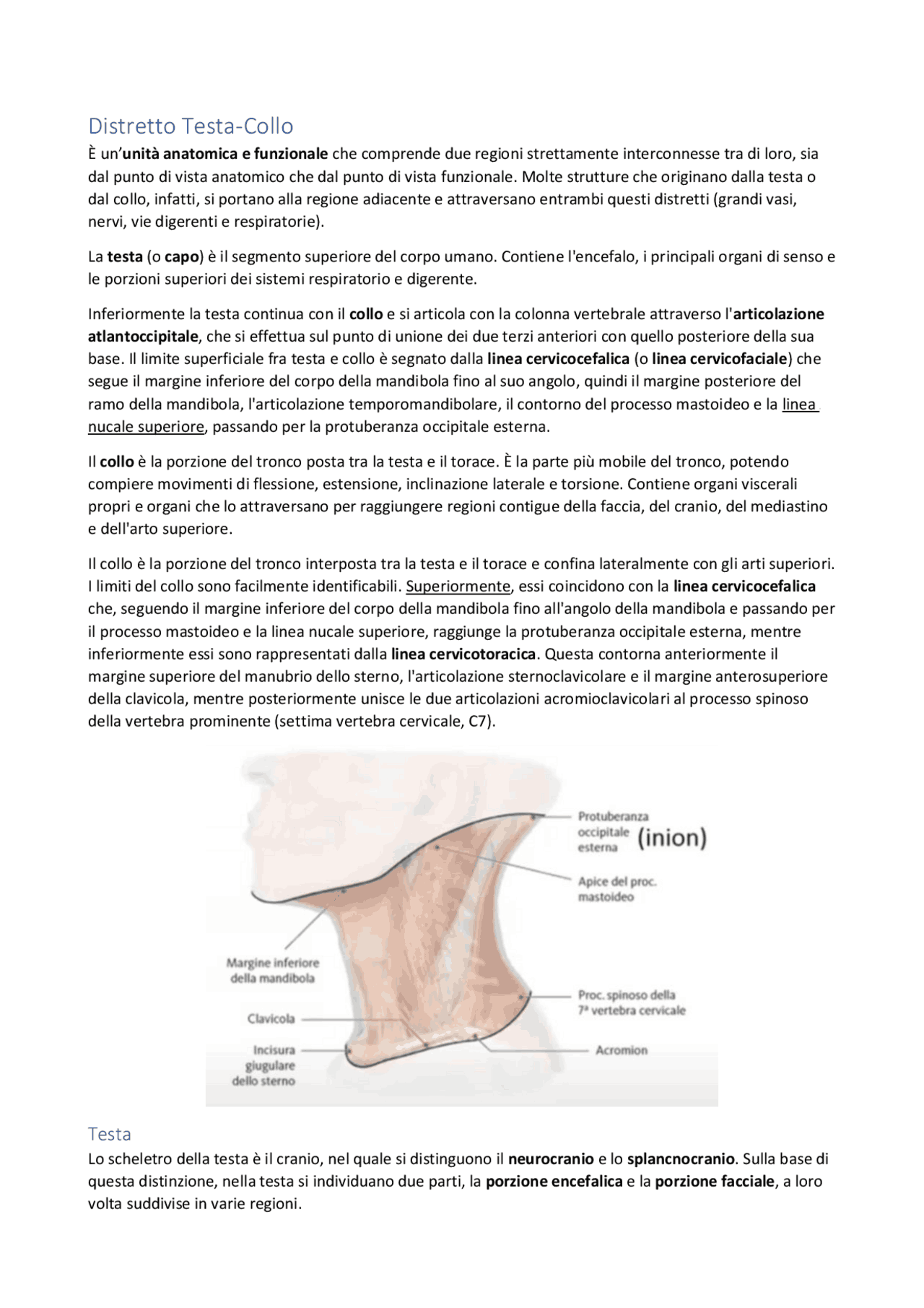 Anatomia Topografica del Distretto Testa-Collo | Dispense di Anatomia ...