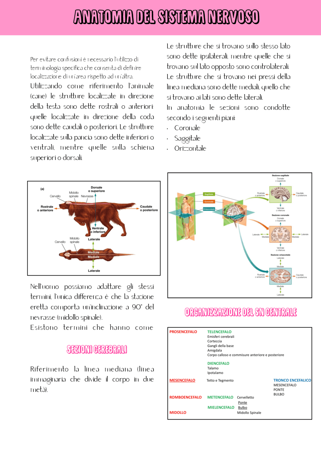 Riassunto Esame Neuroscienze Docsity