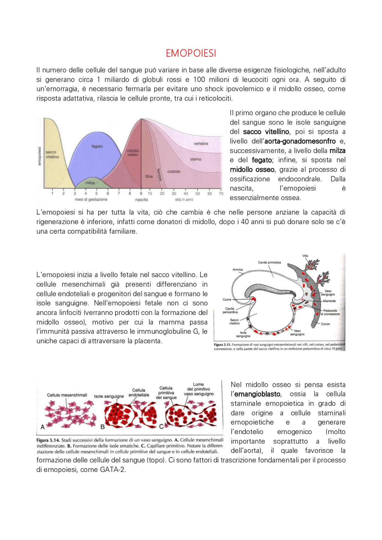 EMOPOIESI DELLE CELLULE DEL SANGUE - Docsity
