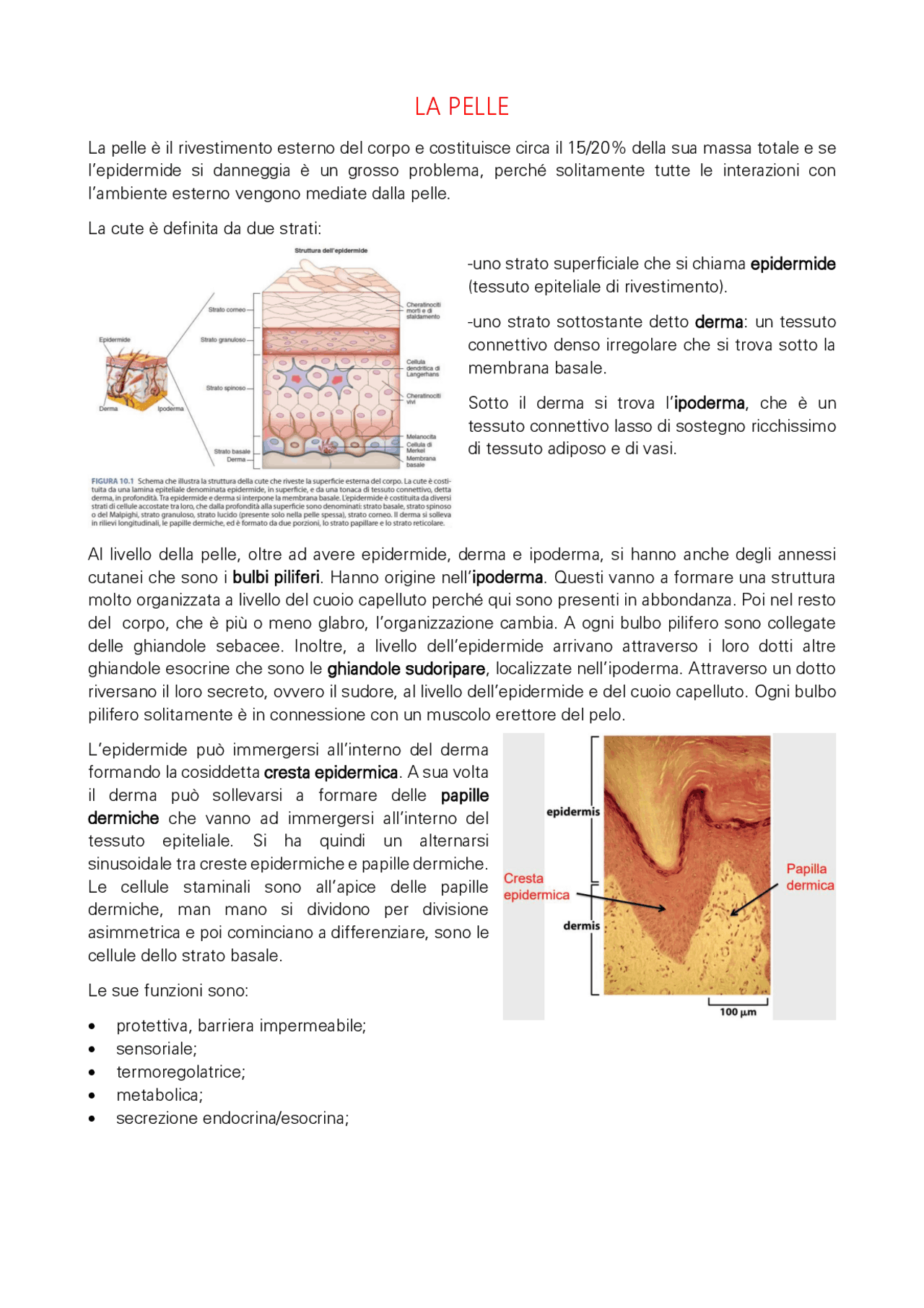 CARATTERISTICHE E FUNZIONI DELLA PELLE - Docsity