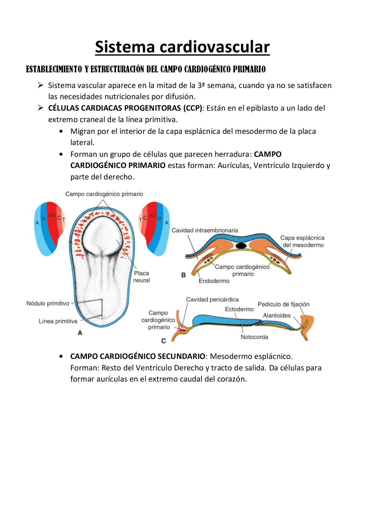 Sistema Cardiovascular Docsity