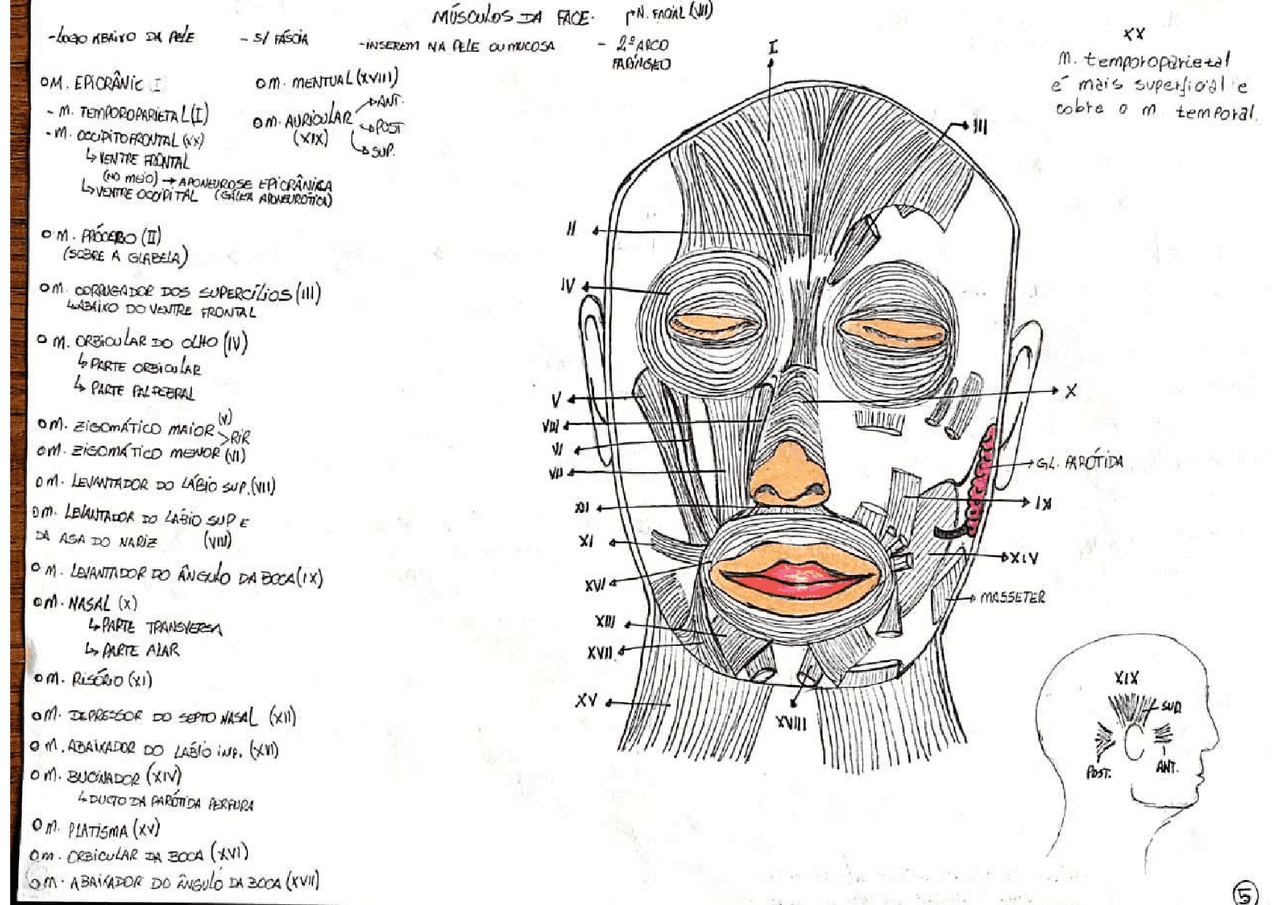 Anatomia dos músculos da face | Esquemas Anatomia - Docsity