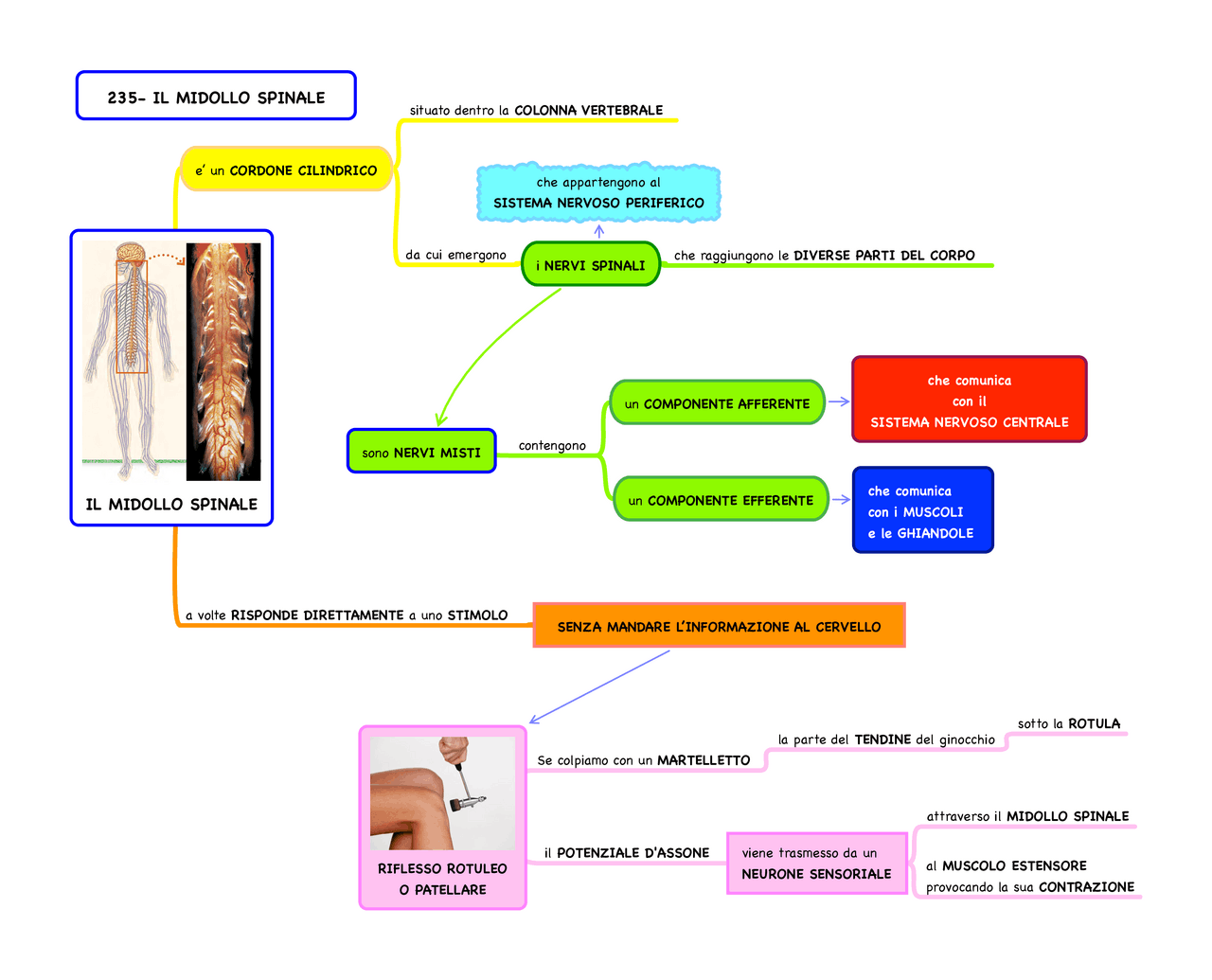 Schema Del Midollo Spinale