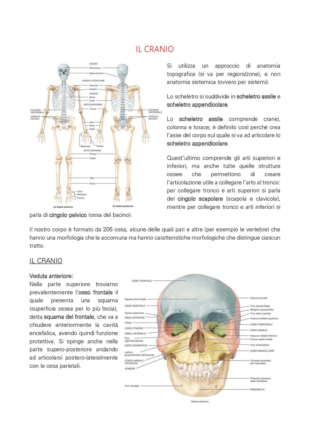 Anatomia Del Cranio Umano Vista Inferiore Immagini Stock Cranio