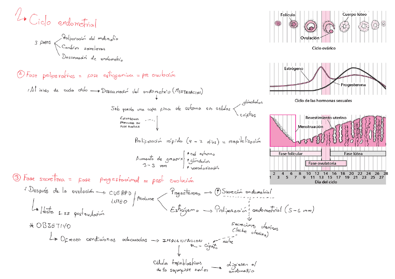 Ciclo endometrial - Ginecología y obstetricia - Docsity