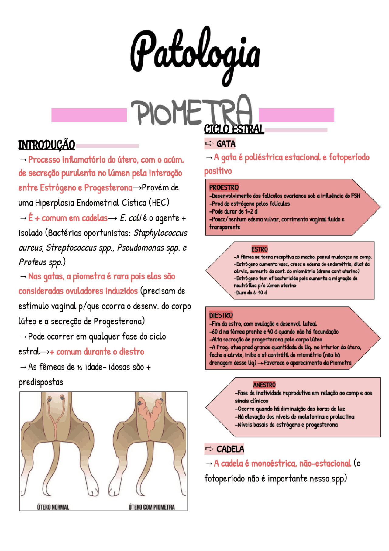 Piometra (Reprodução Animal) | Notas de estudo Obstetrícia | Docsity