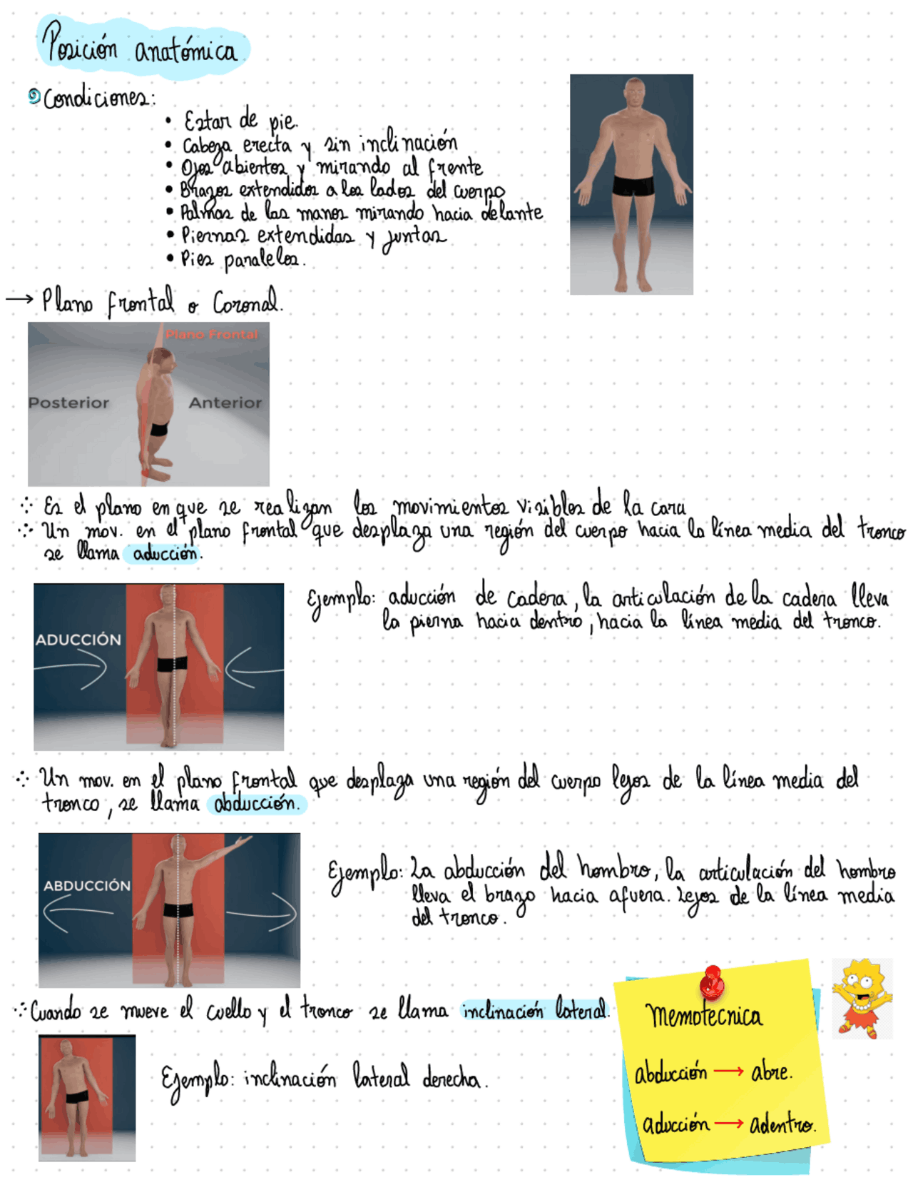 Planos Y Ejes Anatomicos Apuntes De Anatomía Docsity