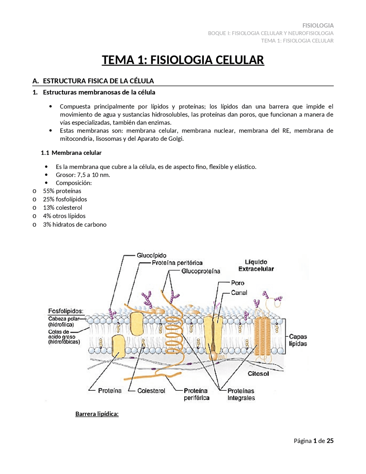 Fisiologia Celular Y Celula Resumos De Fisiologia Docsity