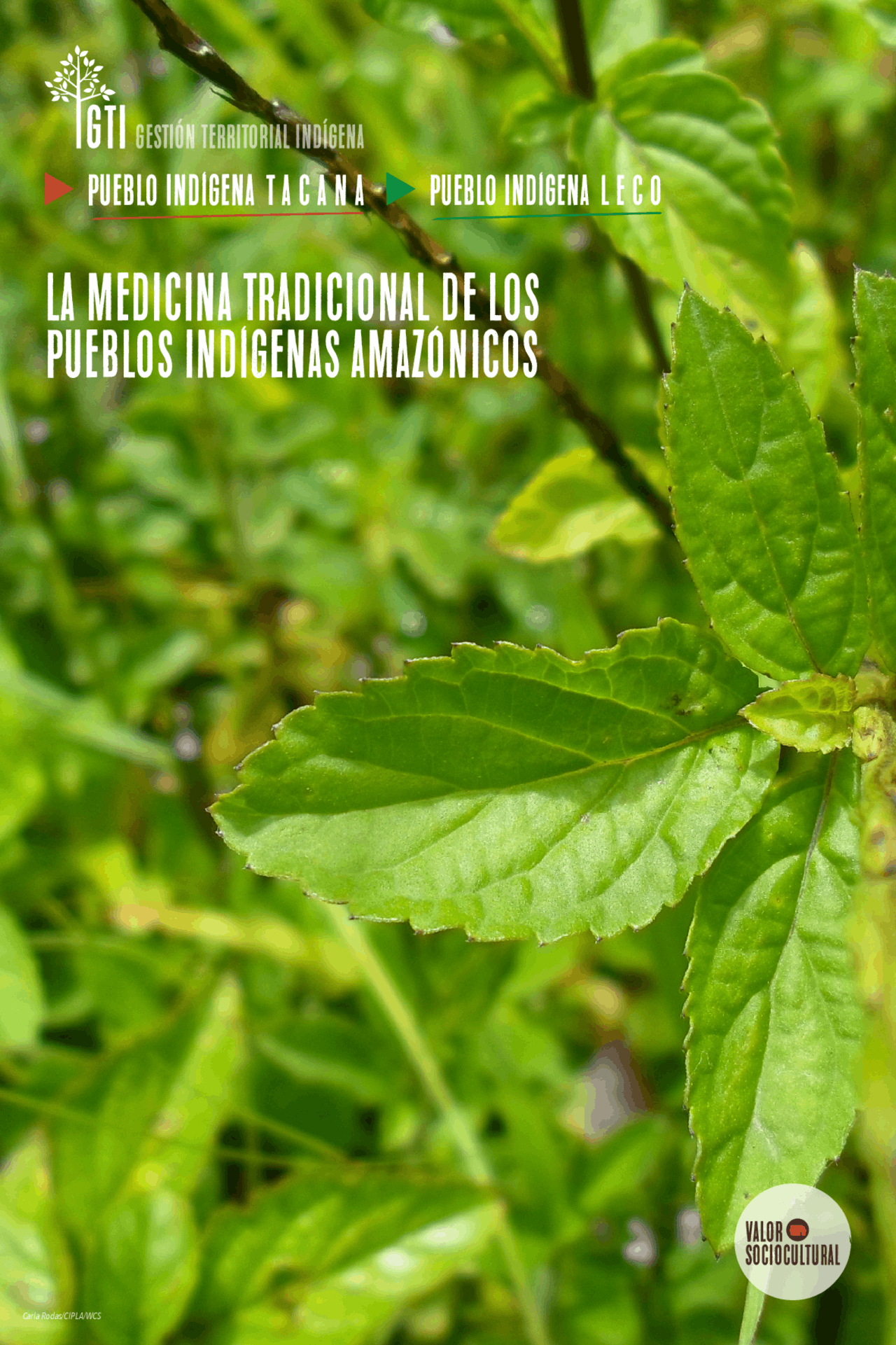 Medicina Tradicional de la Amazonia | Resúmenes de Historia | Docsity