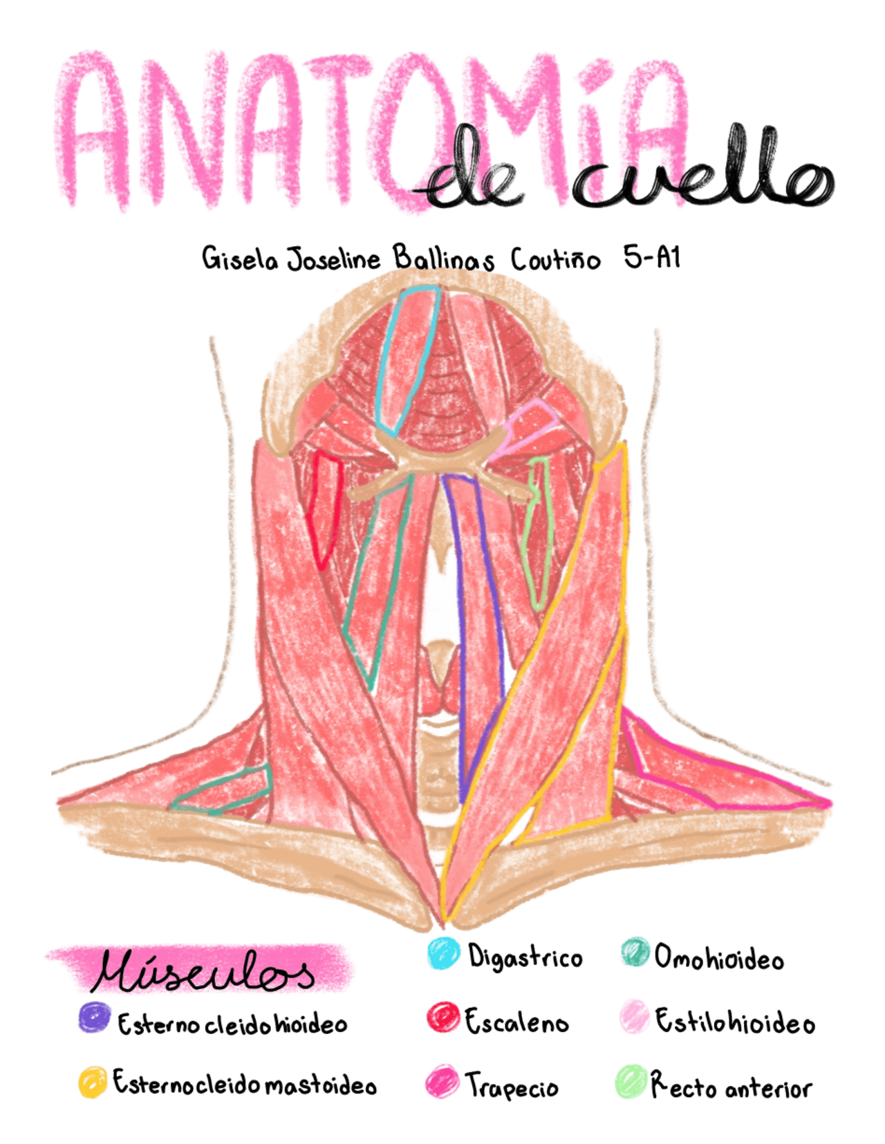Anatomía del cuello: músculos, triángulos y capas - Docsity