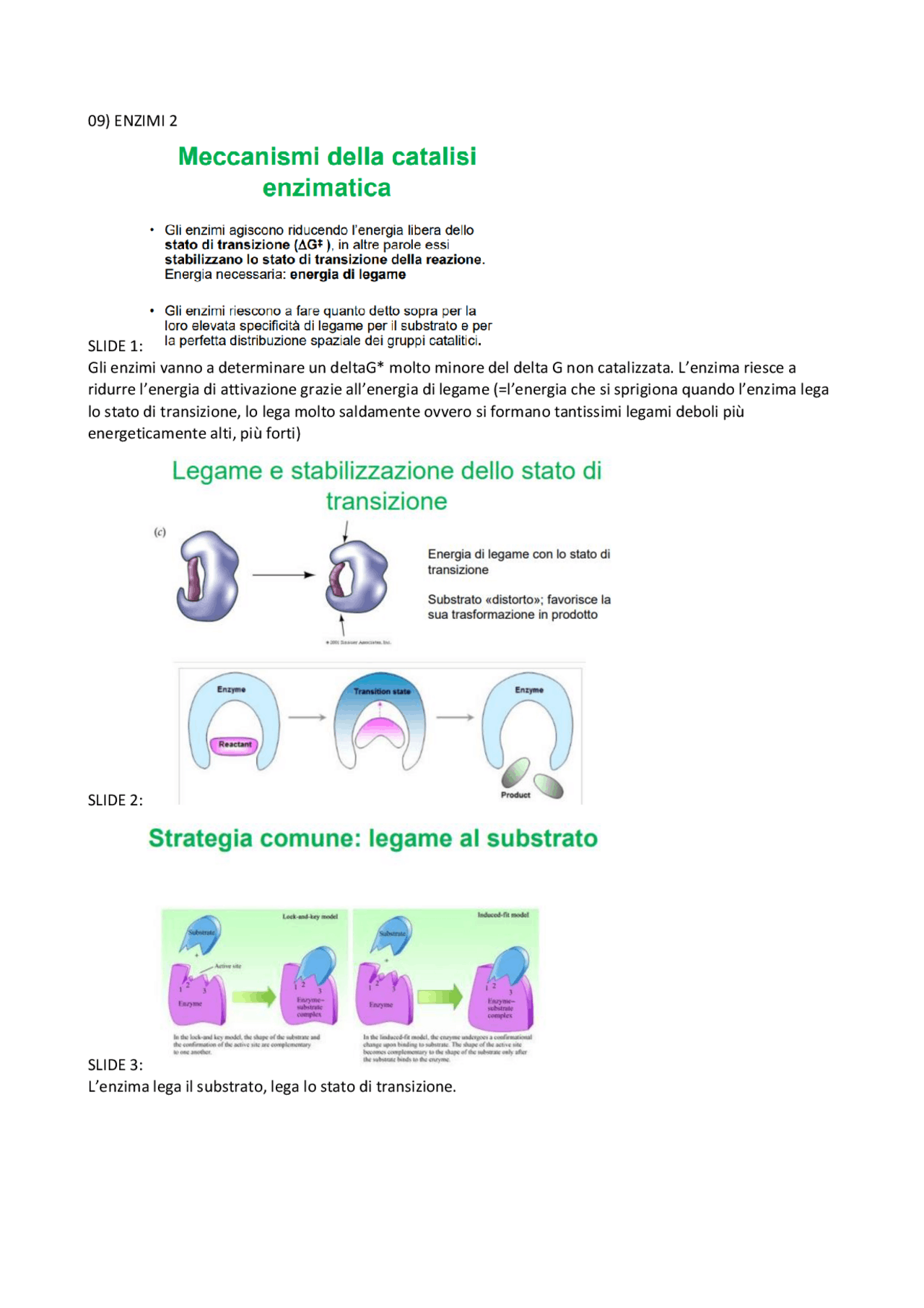 Enzimi E Catalizzatori Biologici Parte Due Docsity