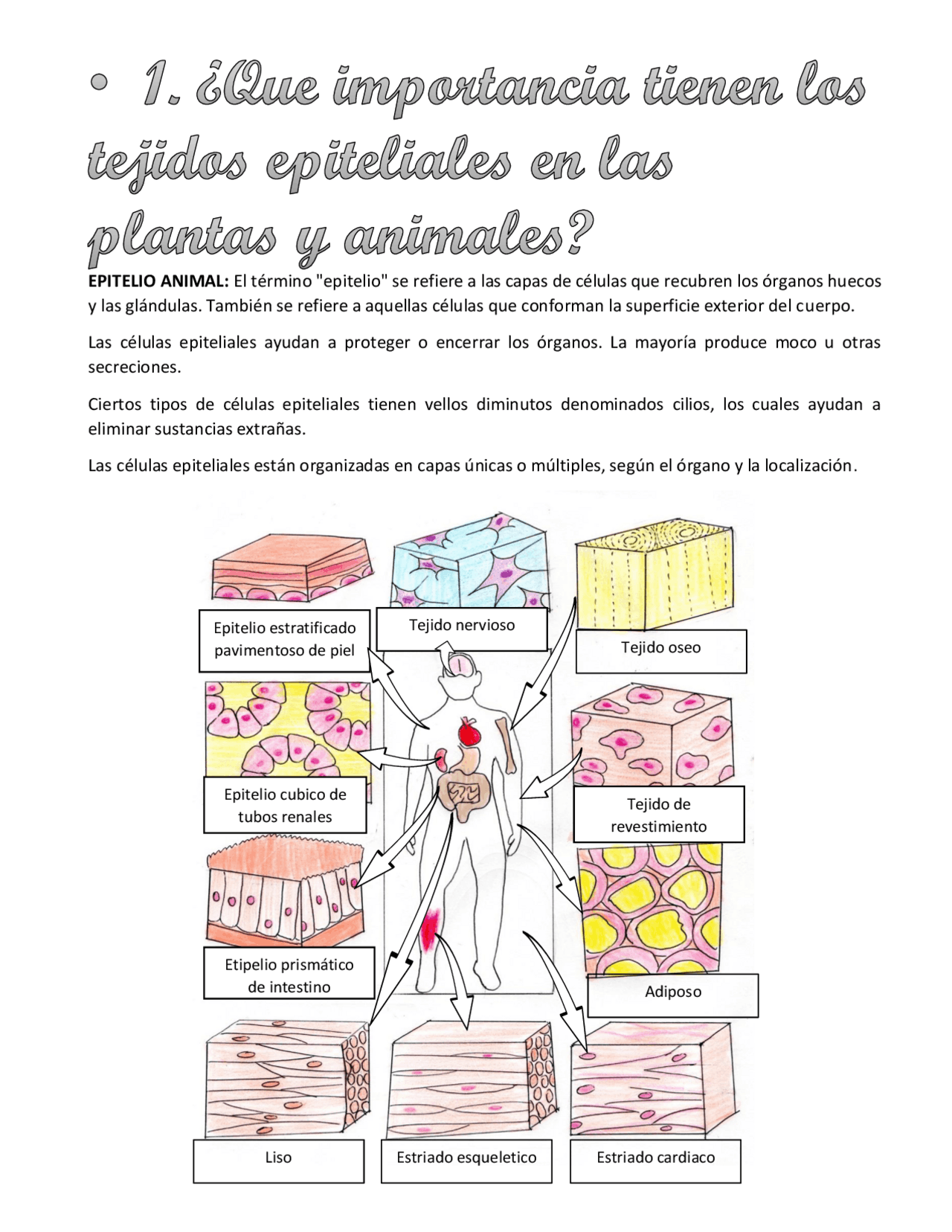 Los tejidos. resumen | Résumés de Biologie | Docsity