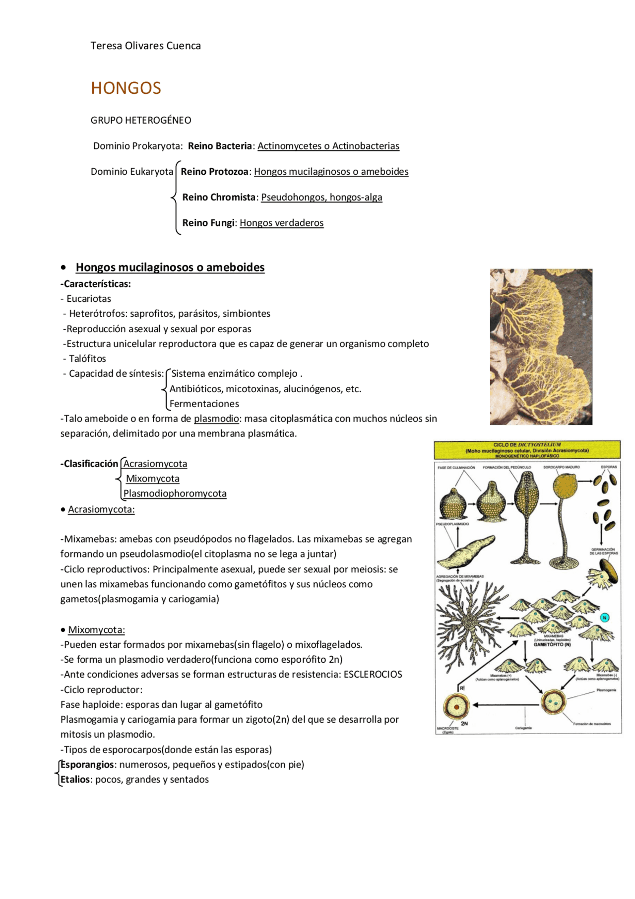 Apuntes Botánica Hongos Docsity