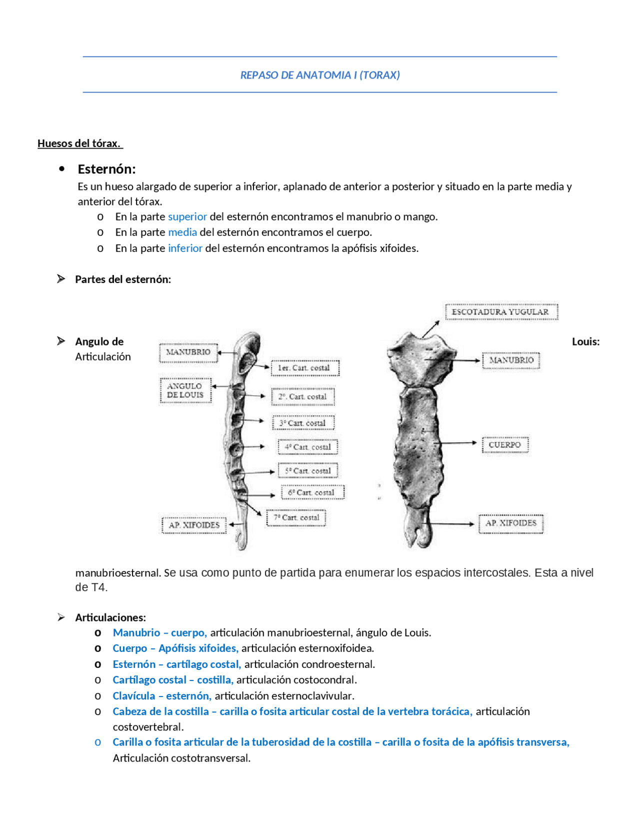Anatmia Repaso Para Primer Parcial Resúmenes De Anatomía Docsity