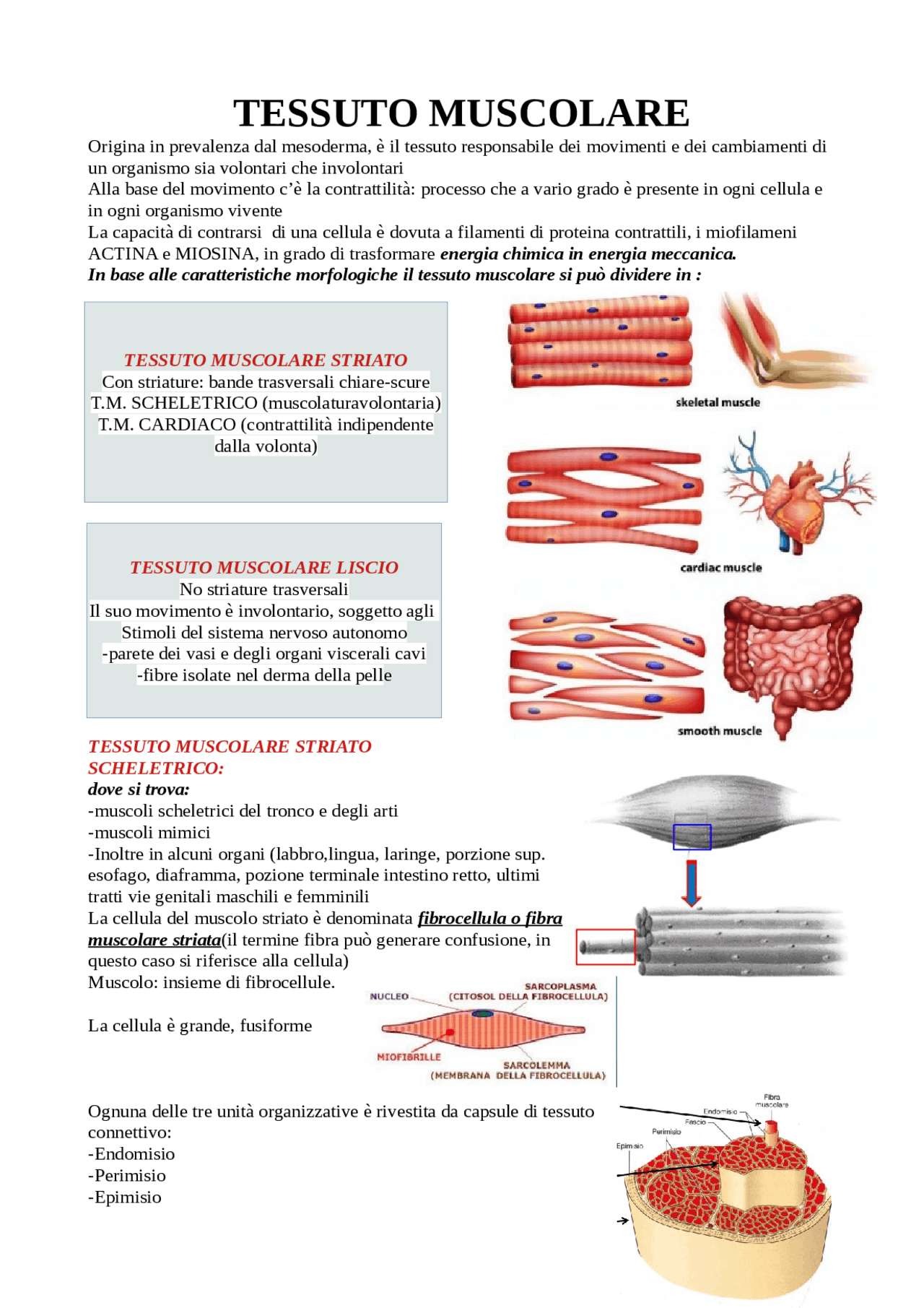 TESSUTO MUSCOLARE LISCIO , STRIATO E CARDIACO | Schemi e mappe ...