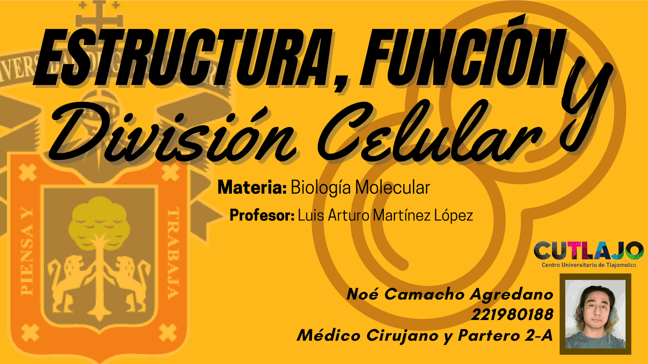 Estructura Funcion Y Division Celular Docsity