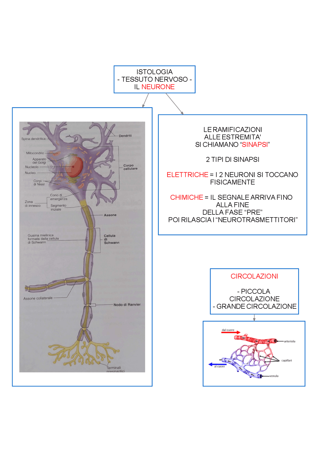 Diagramma Neurone Sinapsi Sinapsi Elettriche