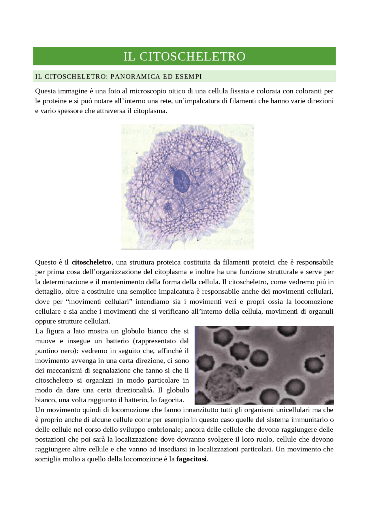 Citoscheletro In Uno Schema Cellulare Biologia Per Il Liceo/Il Ciclo