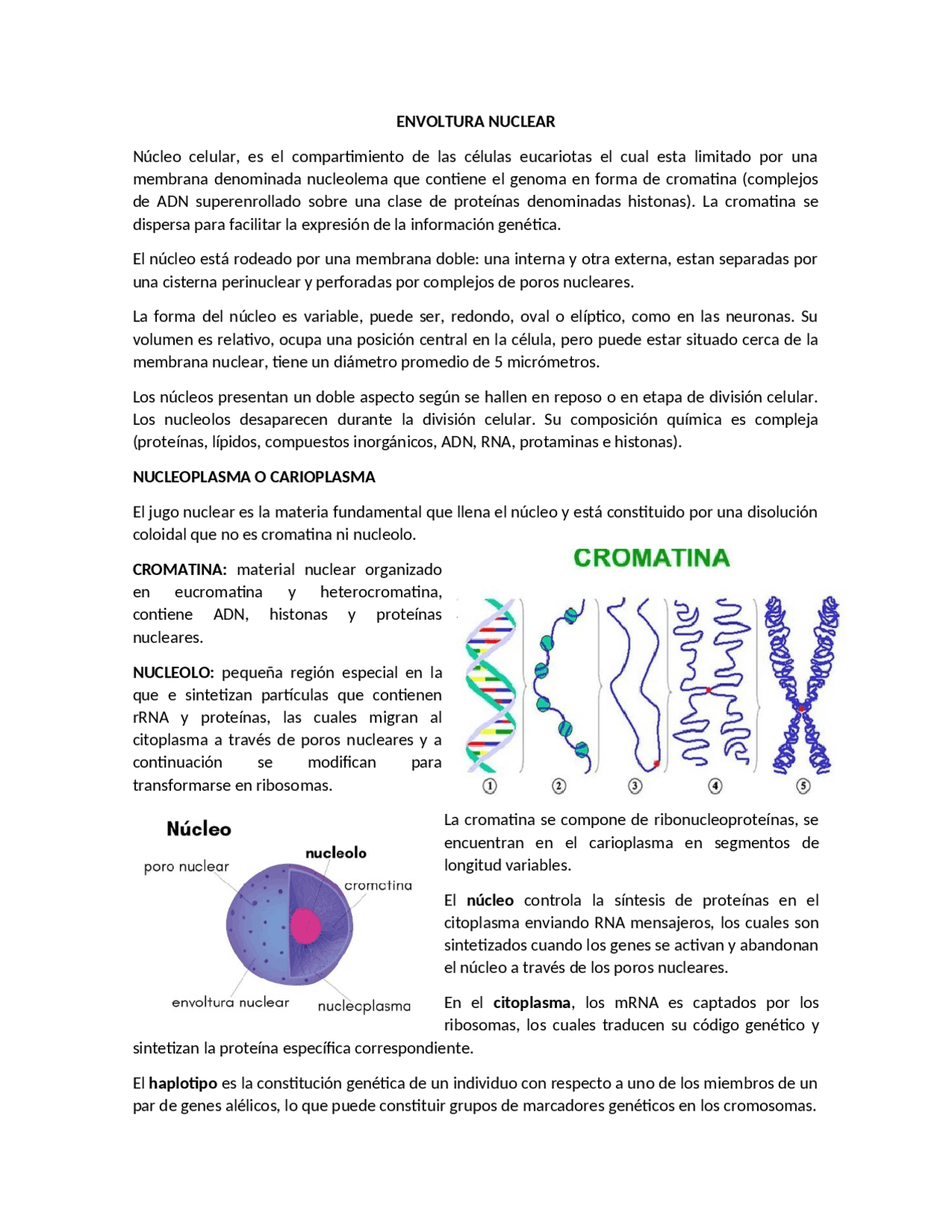 Complejo De Poros Nucleares Em