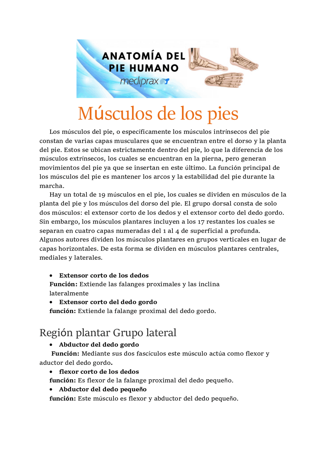 Anatomía de los músculos del pie: funciones y grupos | Resúmenes de ...