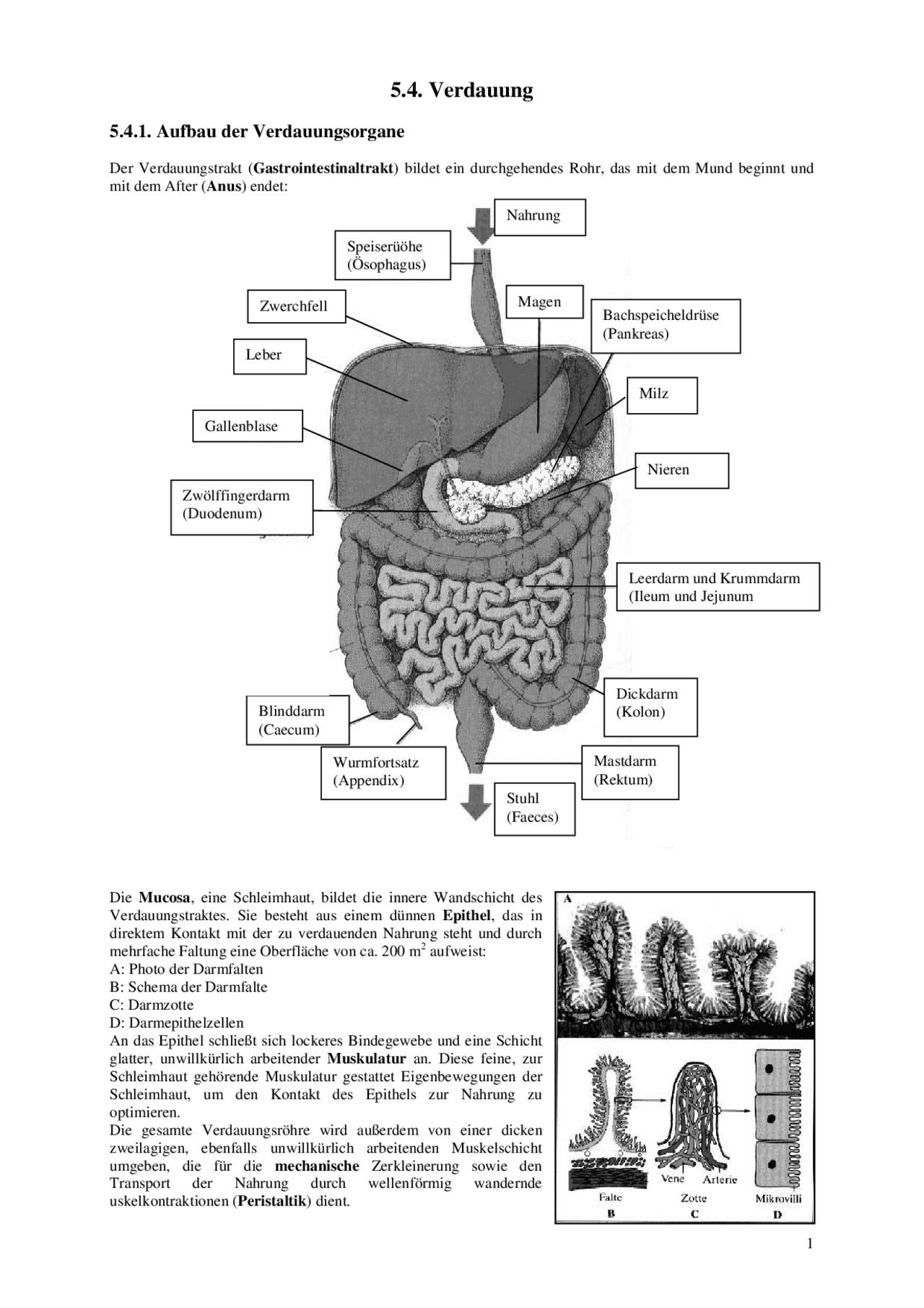 Anus Verdauungssystem Verdauungssystem Cheat Sheet By SirDaria