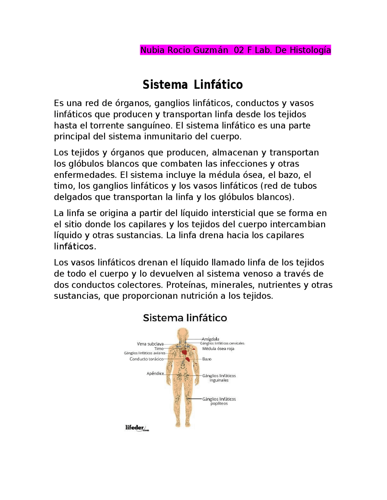 Resumen De Sistema Linfatico Resúmenes De Histología Docsity